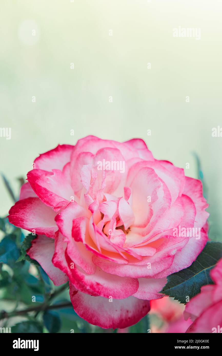 Rose blossom blooming garden hi-res stock photography and images - Alamy