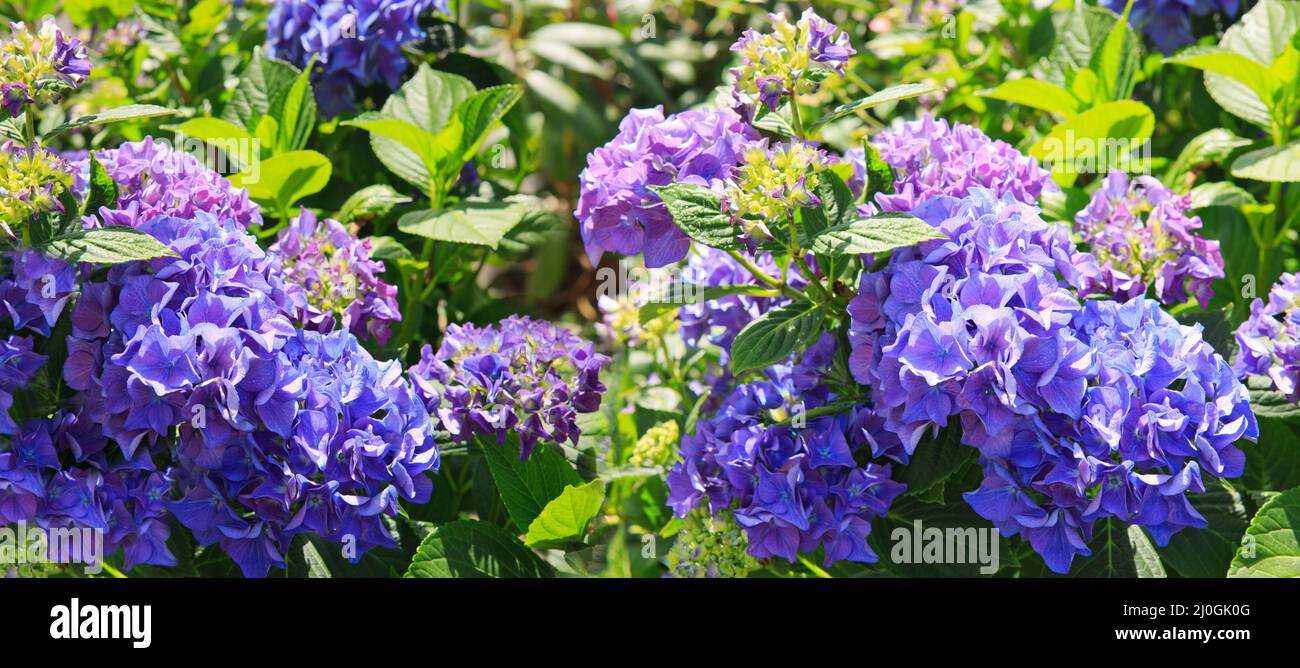 Purple hydrangea hi-res stock photography and images - Alamy