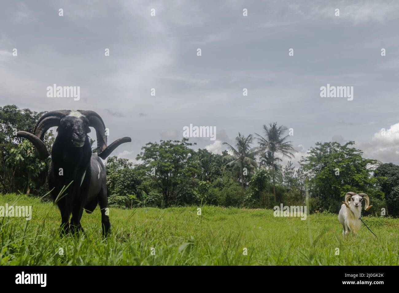 Garut Sheep Care for the art of dexterity and competition in Bogor ...