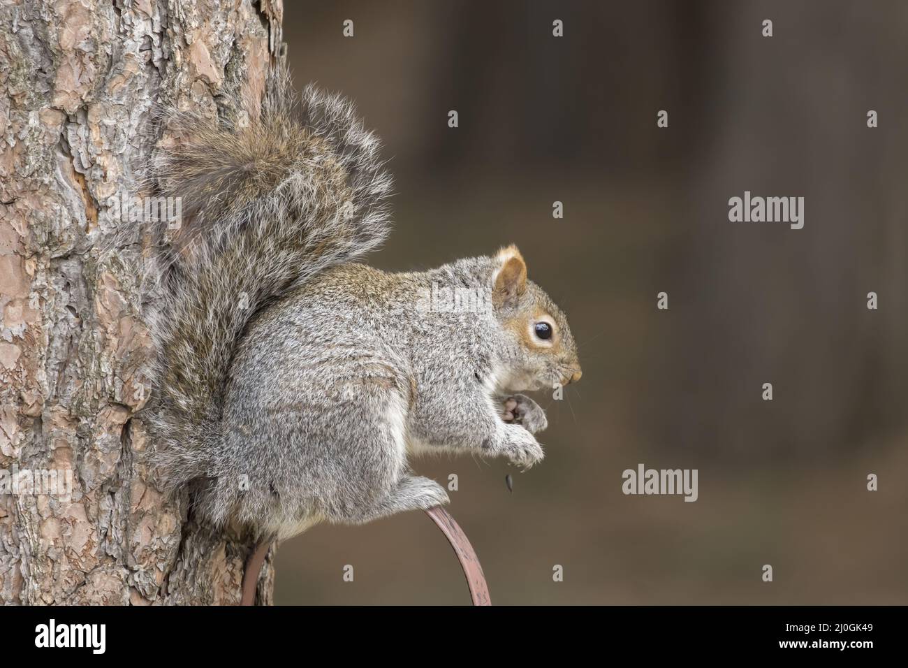 Cute and furry squirrel in a tree Stock Photo - Alamy