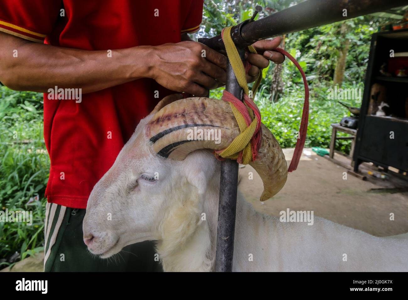 Garut Sheep Care for the art of dexterity and competition in Bogor ...