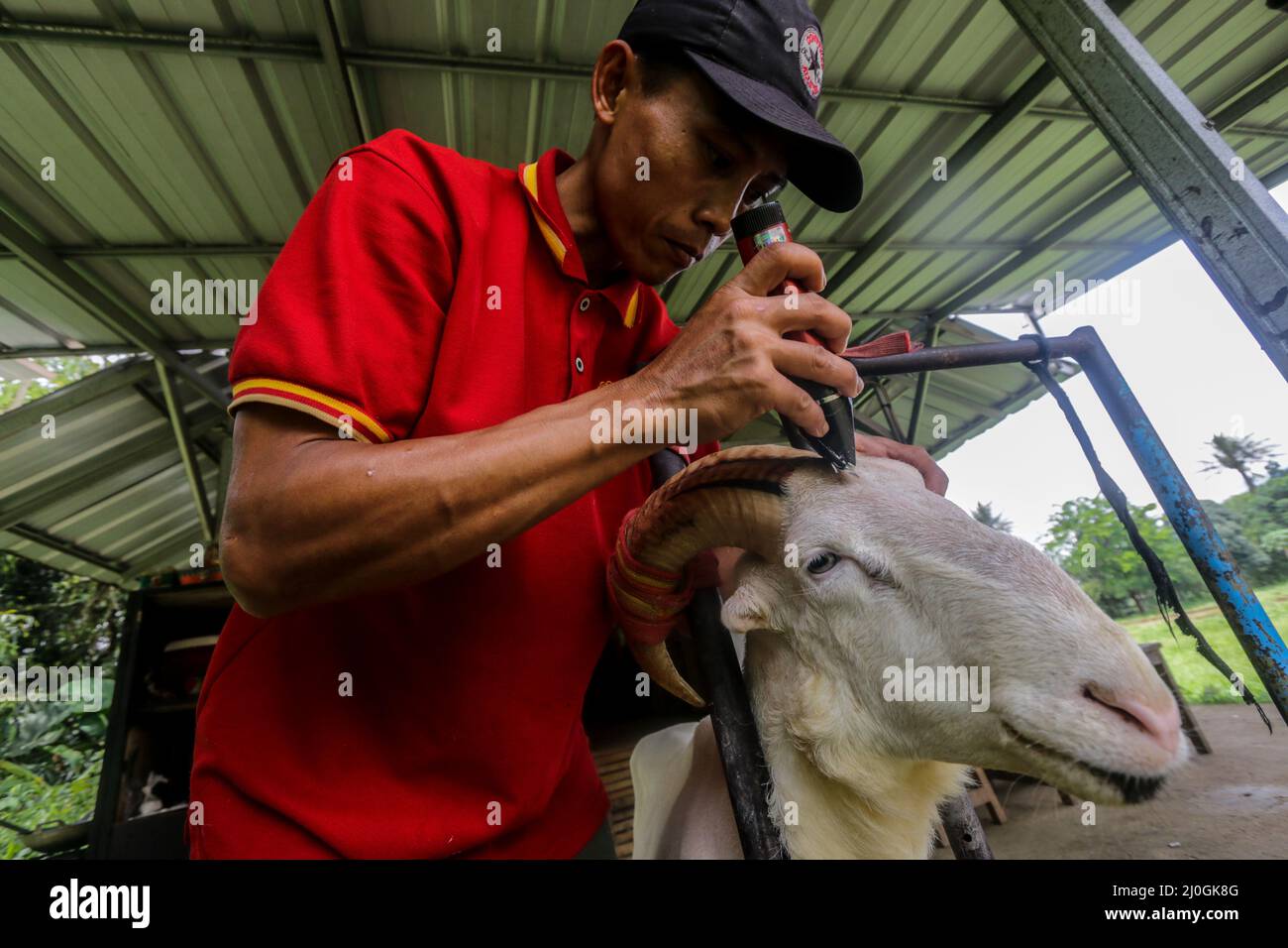 Garut Sheep Care for the art of dexterity and competition in Bogor ...