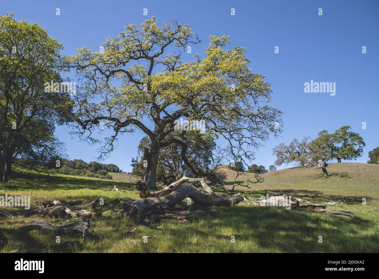 Photo of summer trees in green field Stock Photo - Alamy