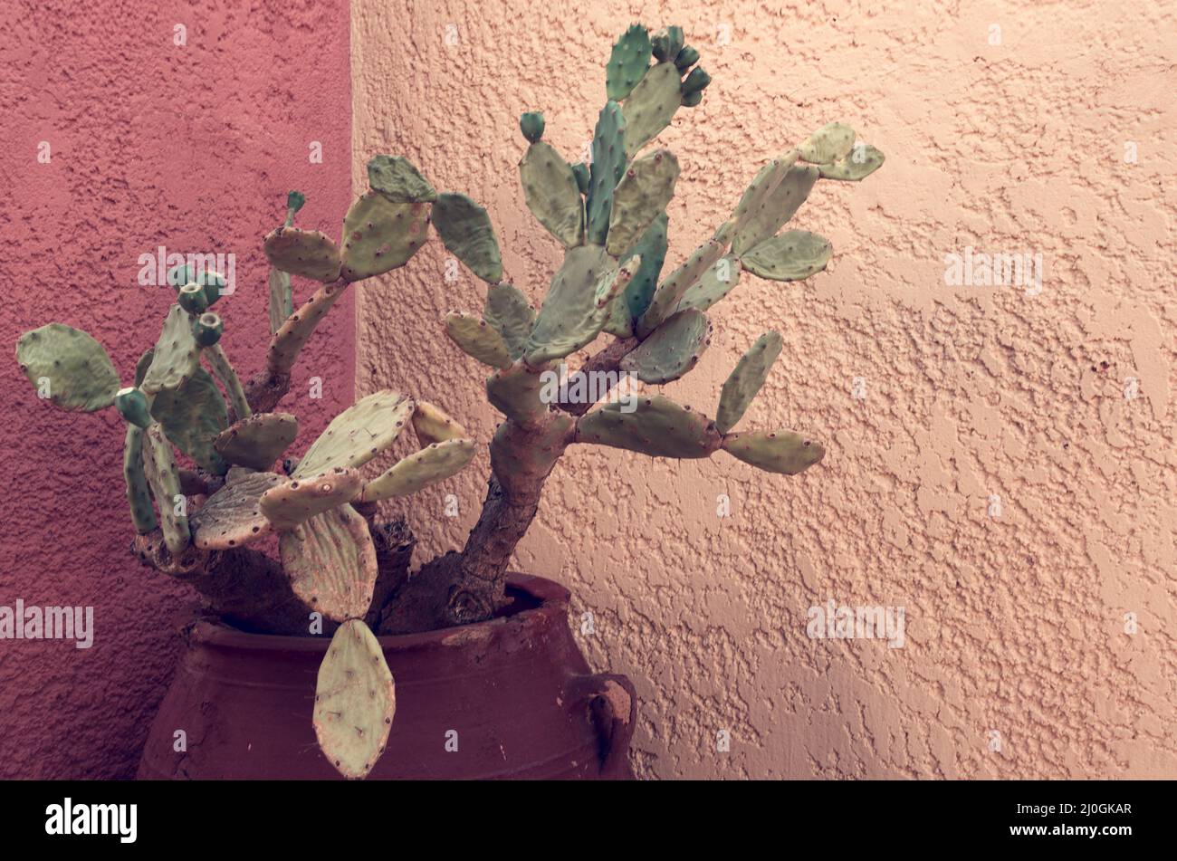 Potted cactus isolated on brown background Stock Photo - Alamy