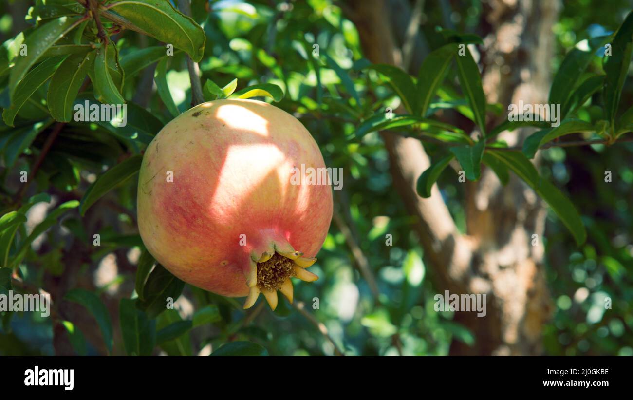 Growing pomegranate tree hi-res stock photography and images - Alamy