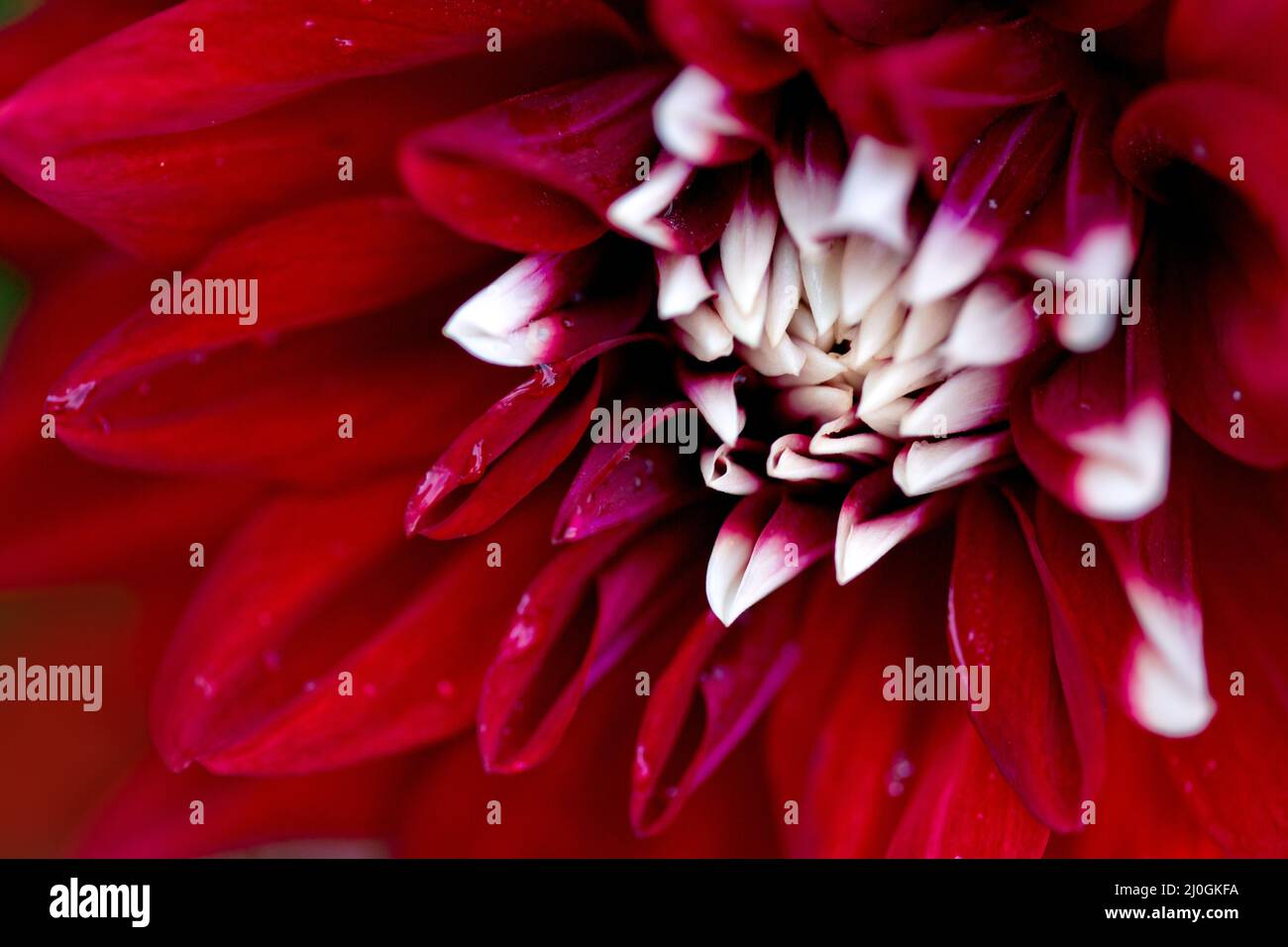 Red color delicate petal hi-res stock photography and images - Alamy