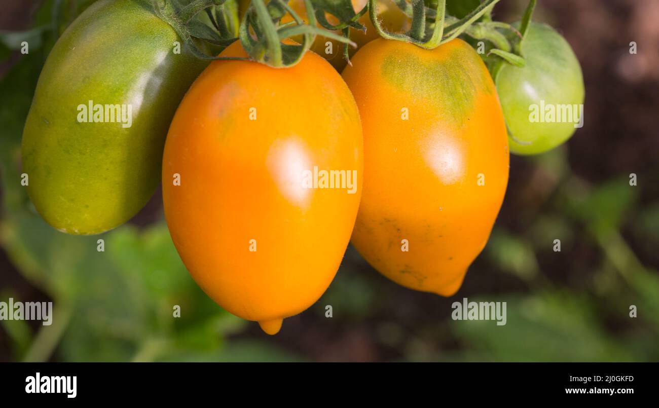 Yellow farm hi-res stock photography and images - Alamy