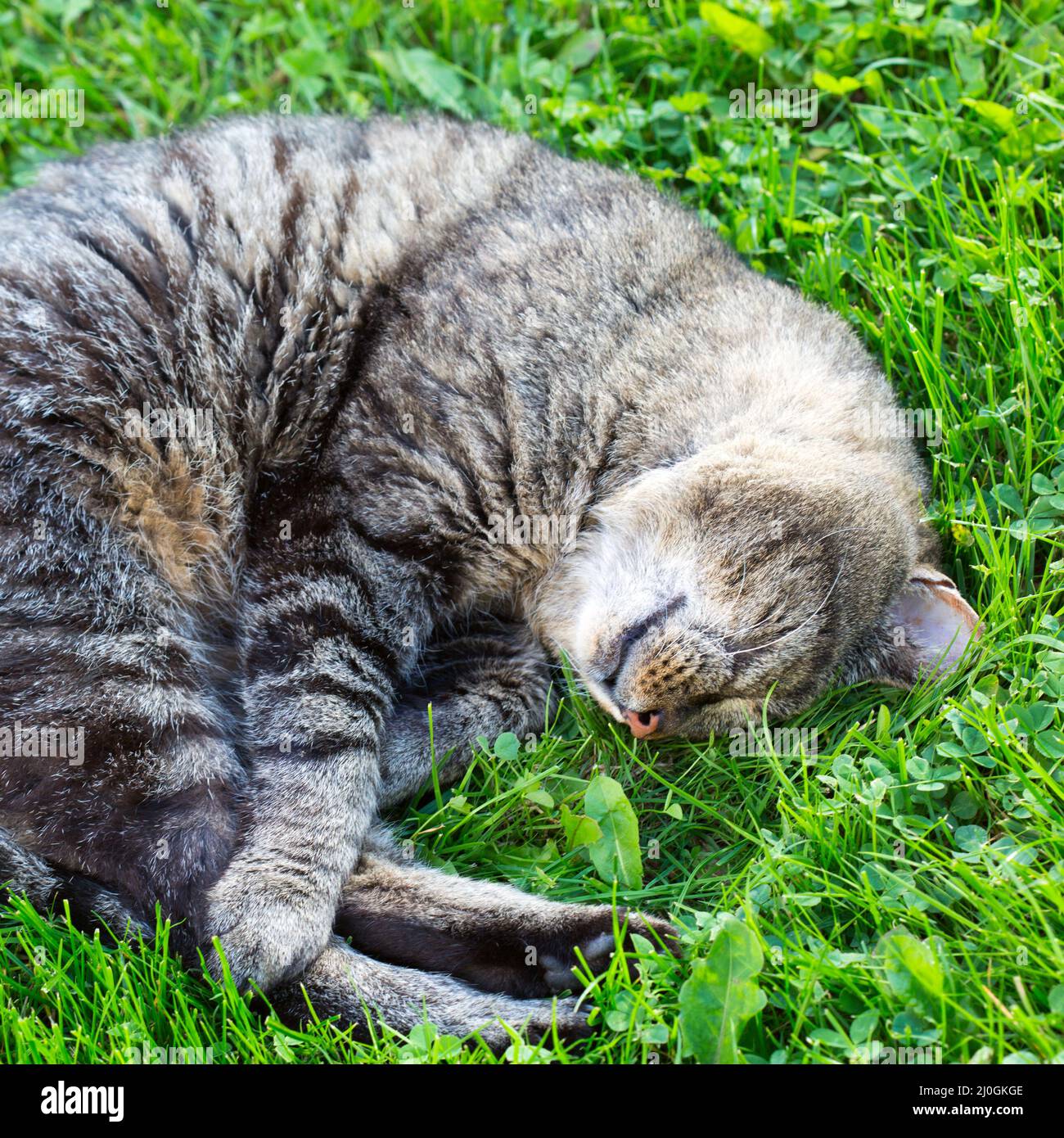 Cat cute spring hi-res stock photography and images - Alamy