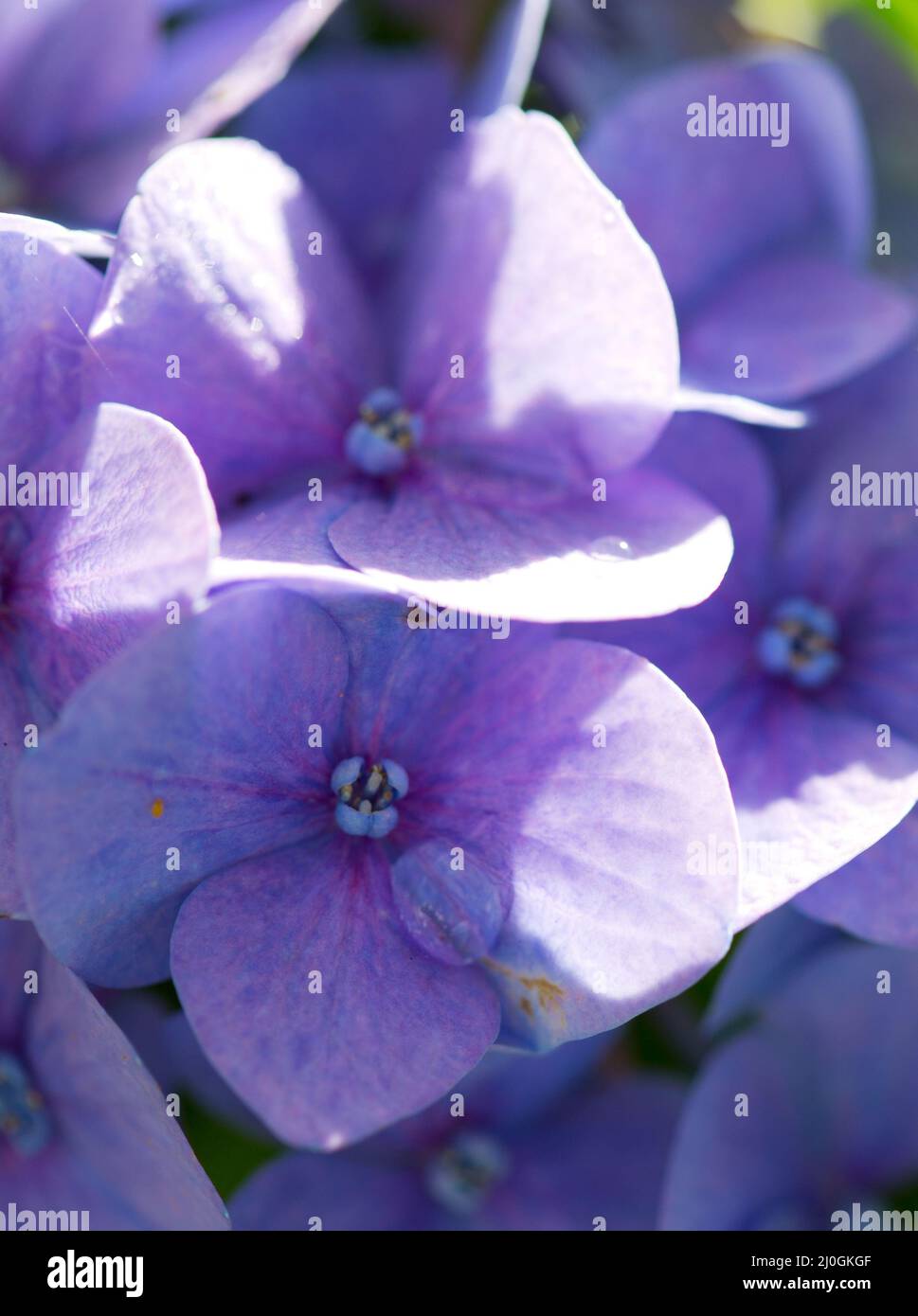 Delicate light blue flowers hi-res stock photography and images - Alamy
