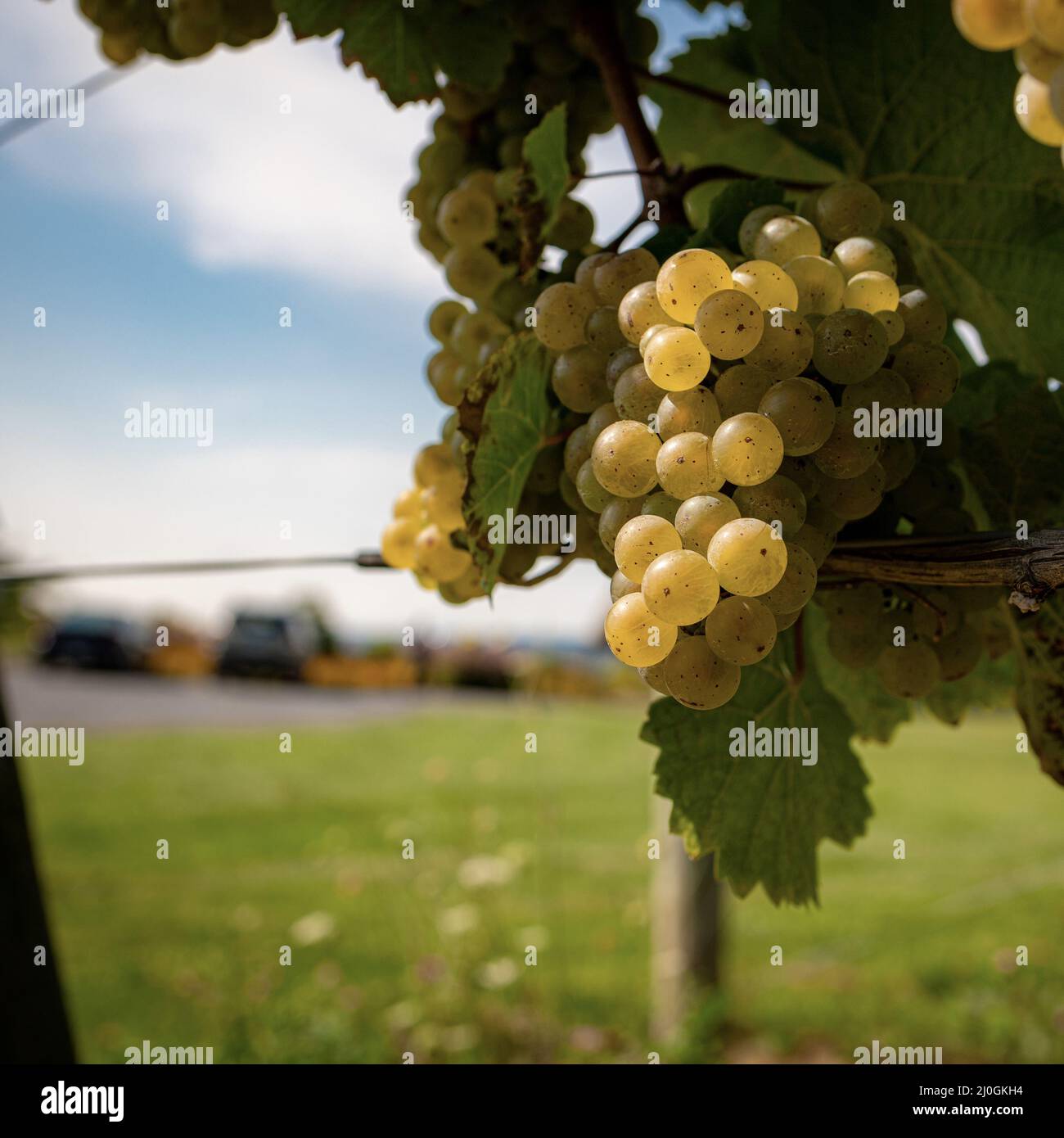 Closeup of the ripe grapes with the green leaves in Zugibe Vineyards in ...