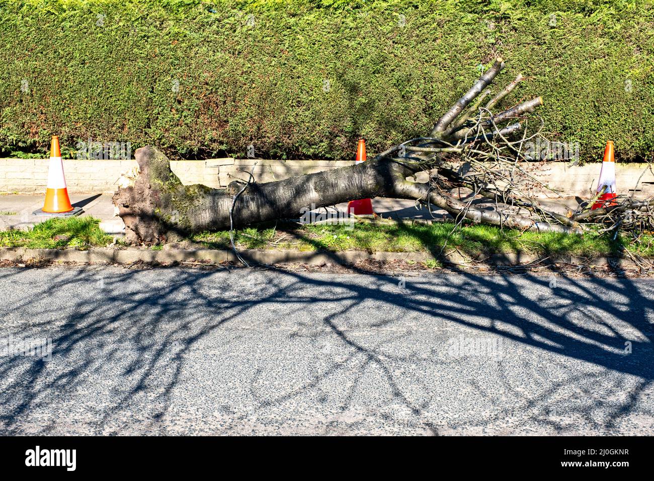 Storm damaged tree in Cheshire UK Stock Photo - Alamy