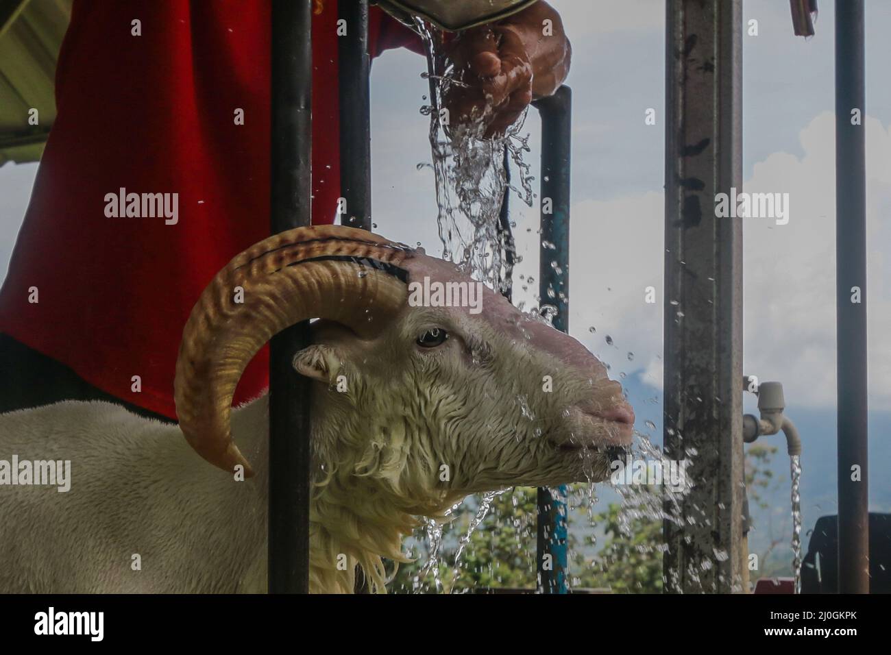 Garut Sheep Care for the art of dexterity and competition in Bogor ...