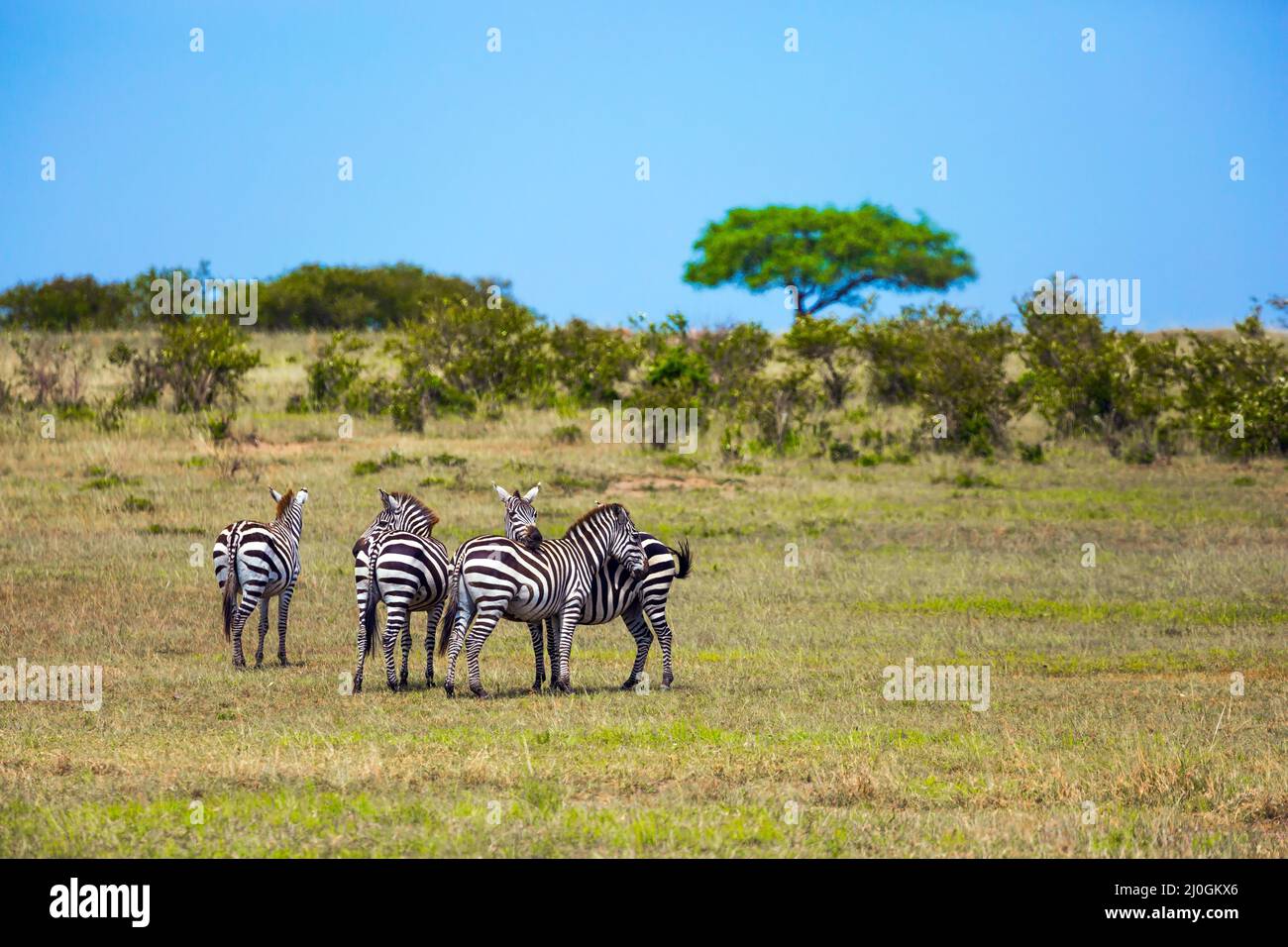 Spring in africa hi-res stock photography and images - Alamy