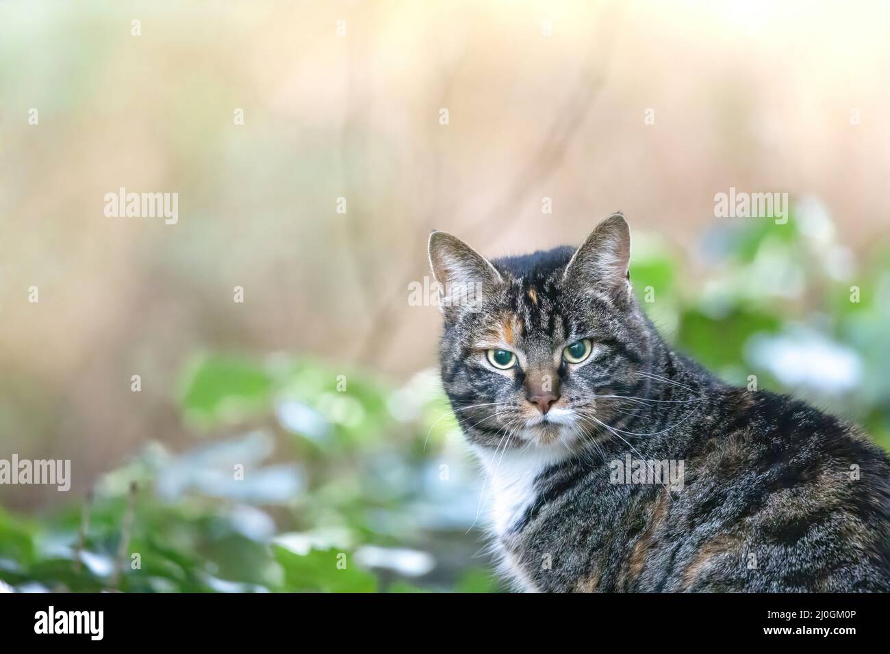 Closeup shot of a cute cat staring at the camera Stock Photo - Alamy