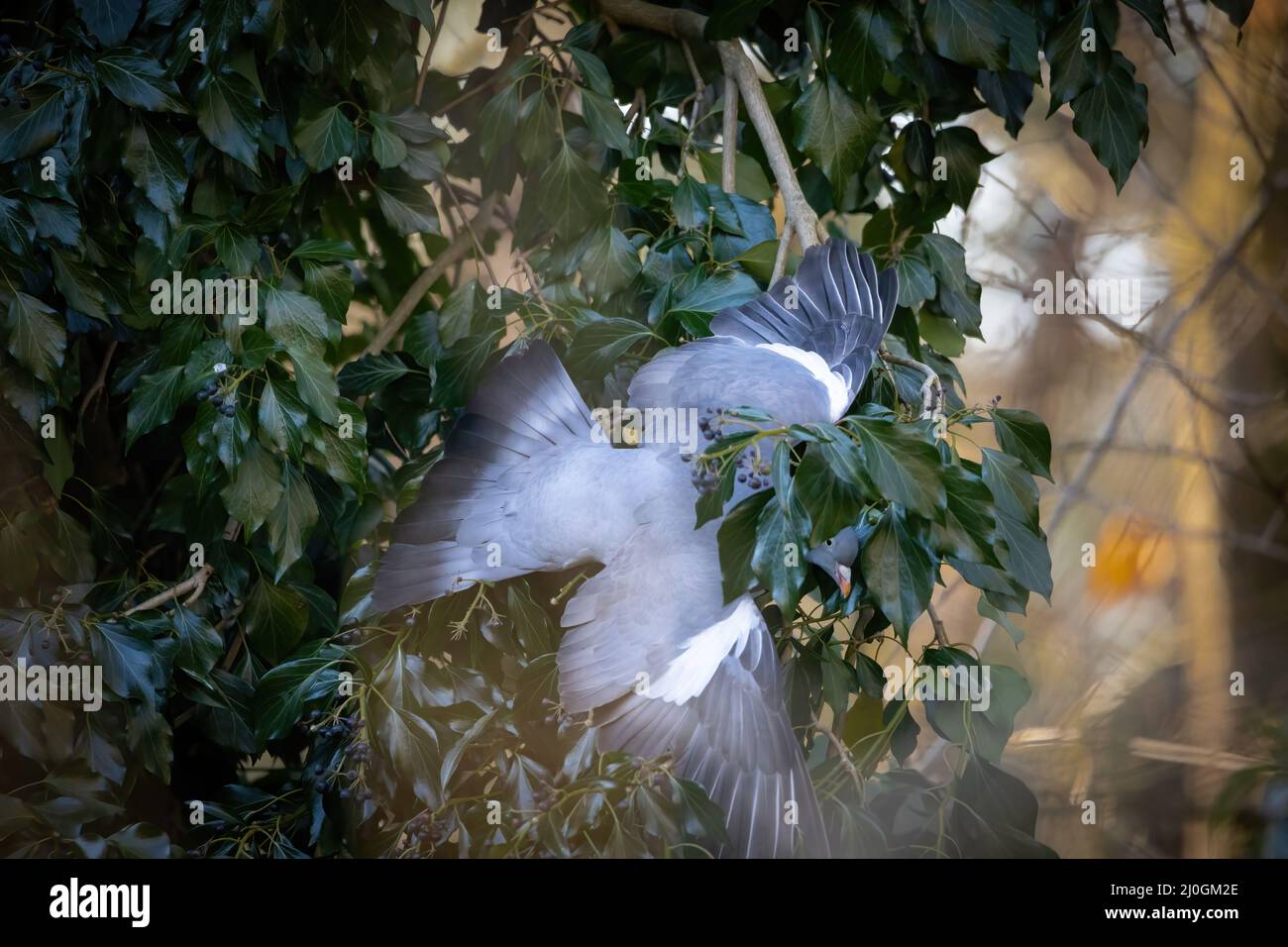 Closeup shot of a pigeon perched on a tree branch Stock Photo - Alamy