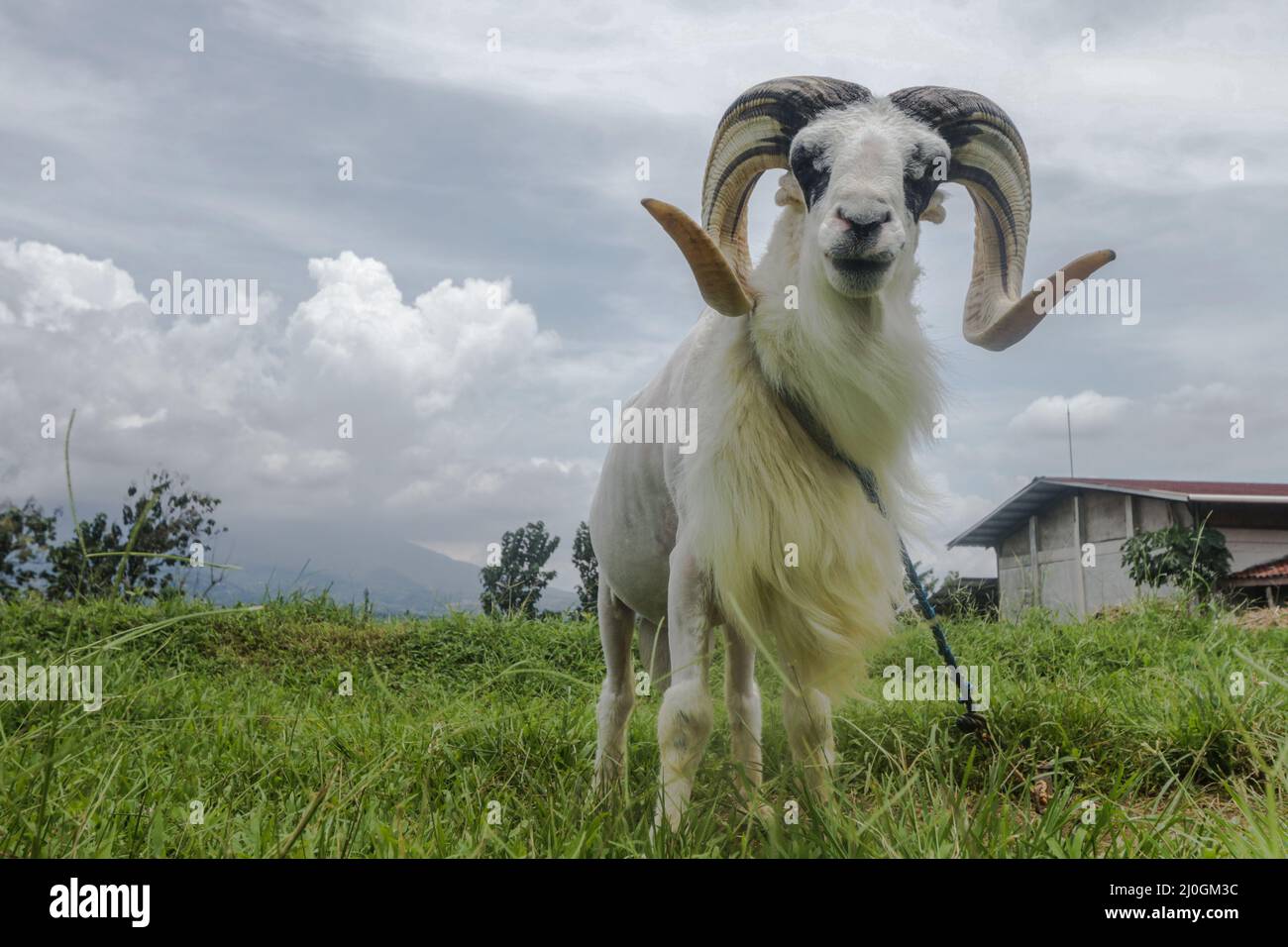 Garut Sheep Care for the art of dexterity and competition in Bogor ...