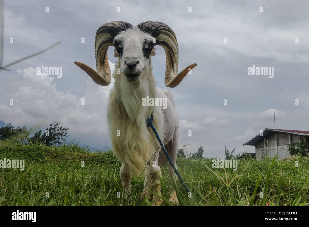 Garut Sheep Care for the art of dexterity and competition in Bogor ...