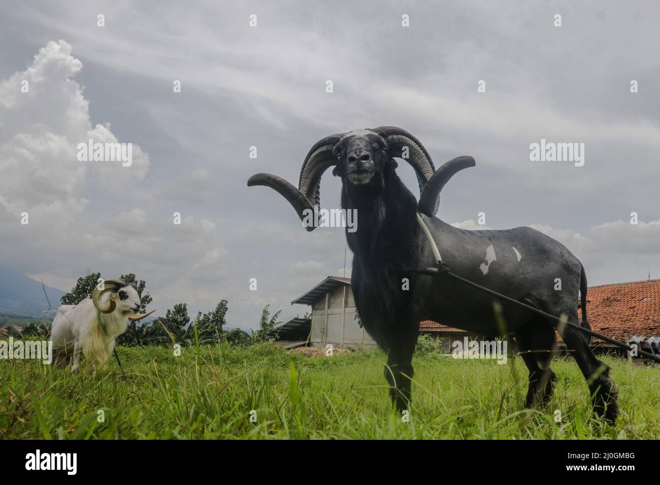 Garut Sheep Care for the art of dexterity and competition in Bogor ...