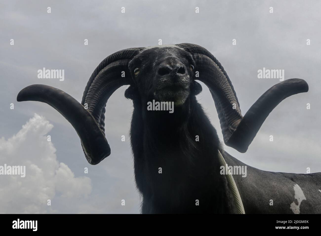 Garut Sheep Care for the art of dexterity and competition in Bogor ...