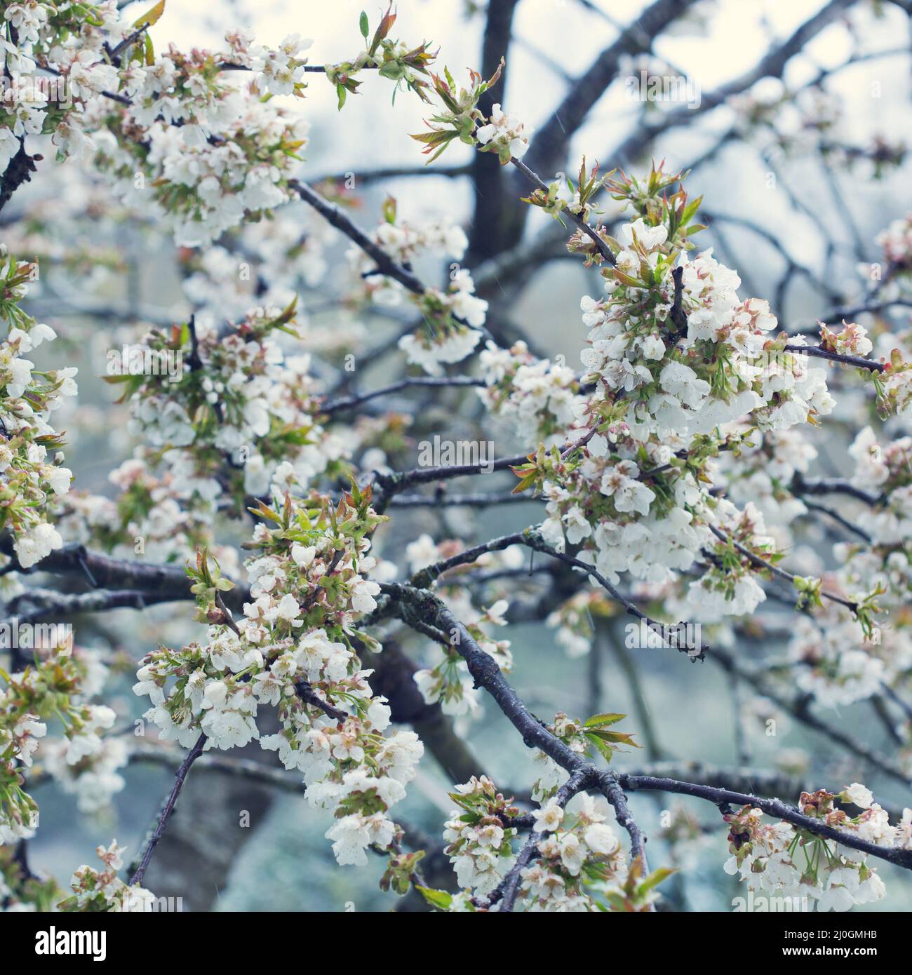 Spring cherry blossoms closeup hi-res stock photography and images - Alamy