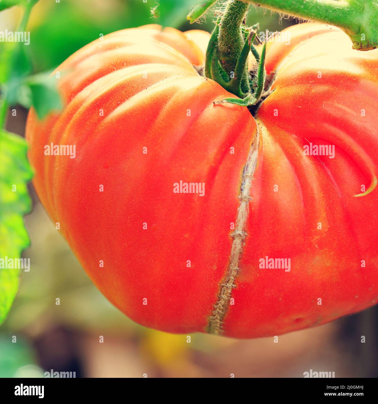 Greenhouse with tomato hi-res stock photography and images - Alamy