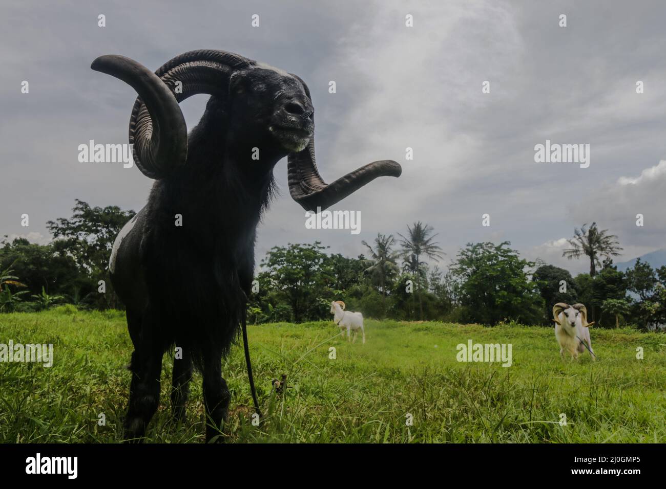 Garut Sheep Care for the art of dexterity and competition in Bogor ...