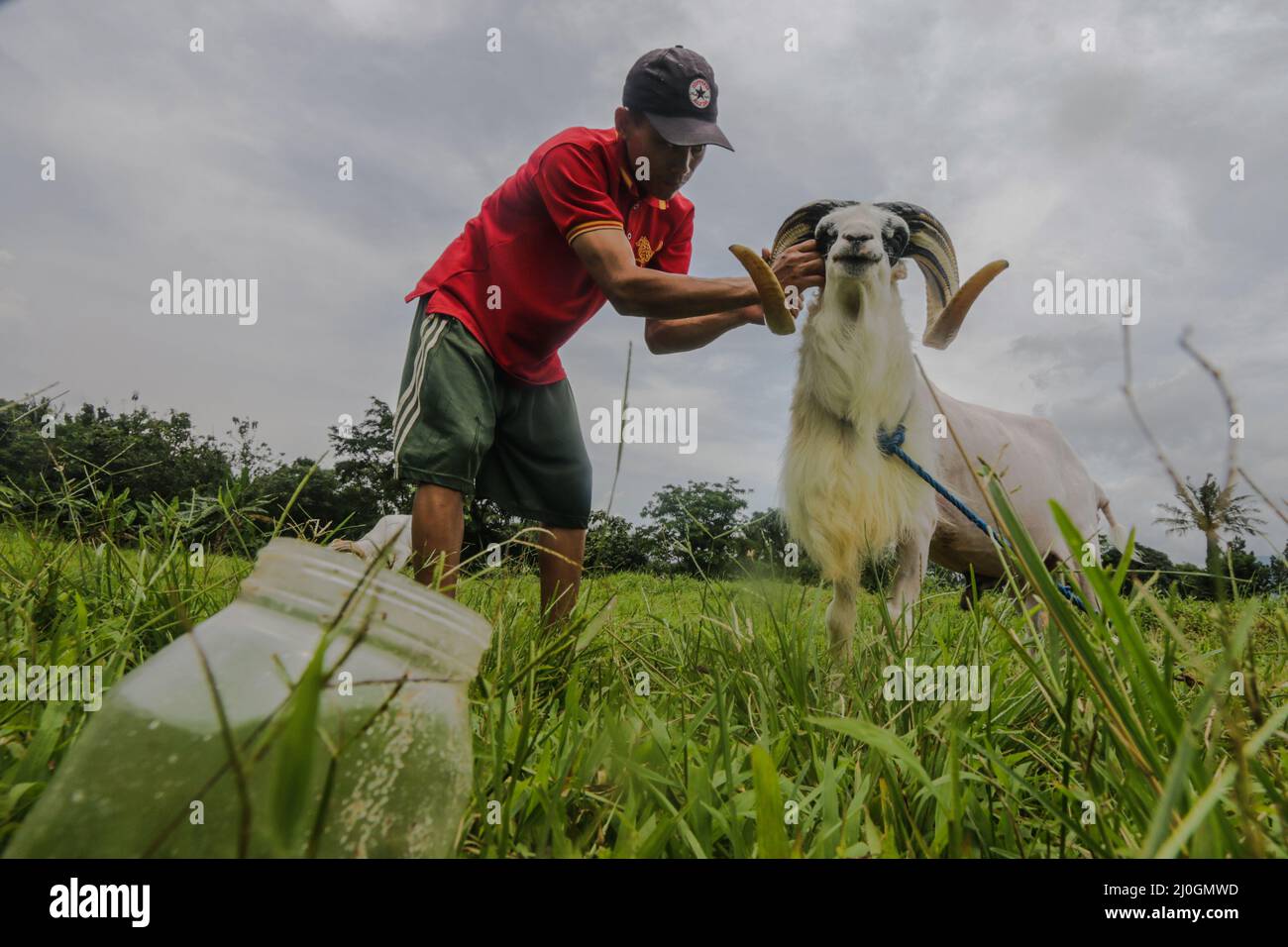 Garut Sheep Care for the art of dexterity and competition in Bogor ...