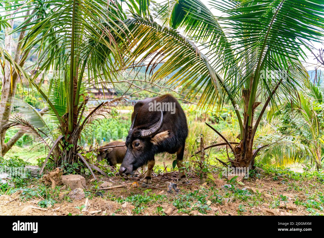 Buffaloes cattle feeding hi-res stock photography and images - Alamy