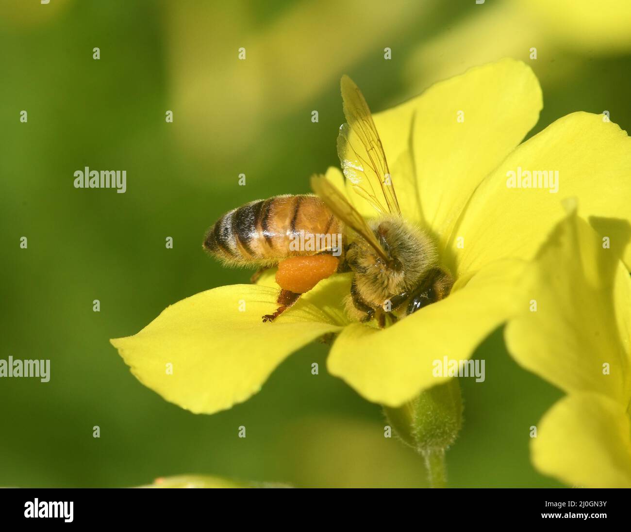 Oxalis pollination hi-res stock photography and images - Alamy
