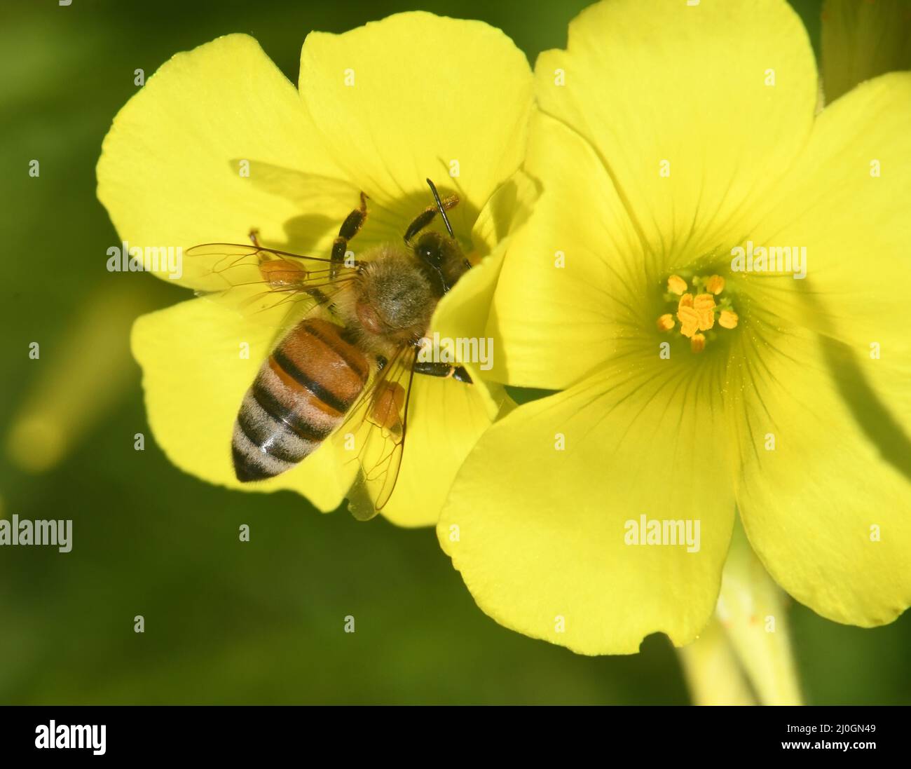 Bee pollinating Oxalis pes-caprae, Buttercup Oxalis, Bermuda Buttercup ...
