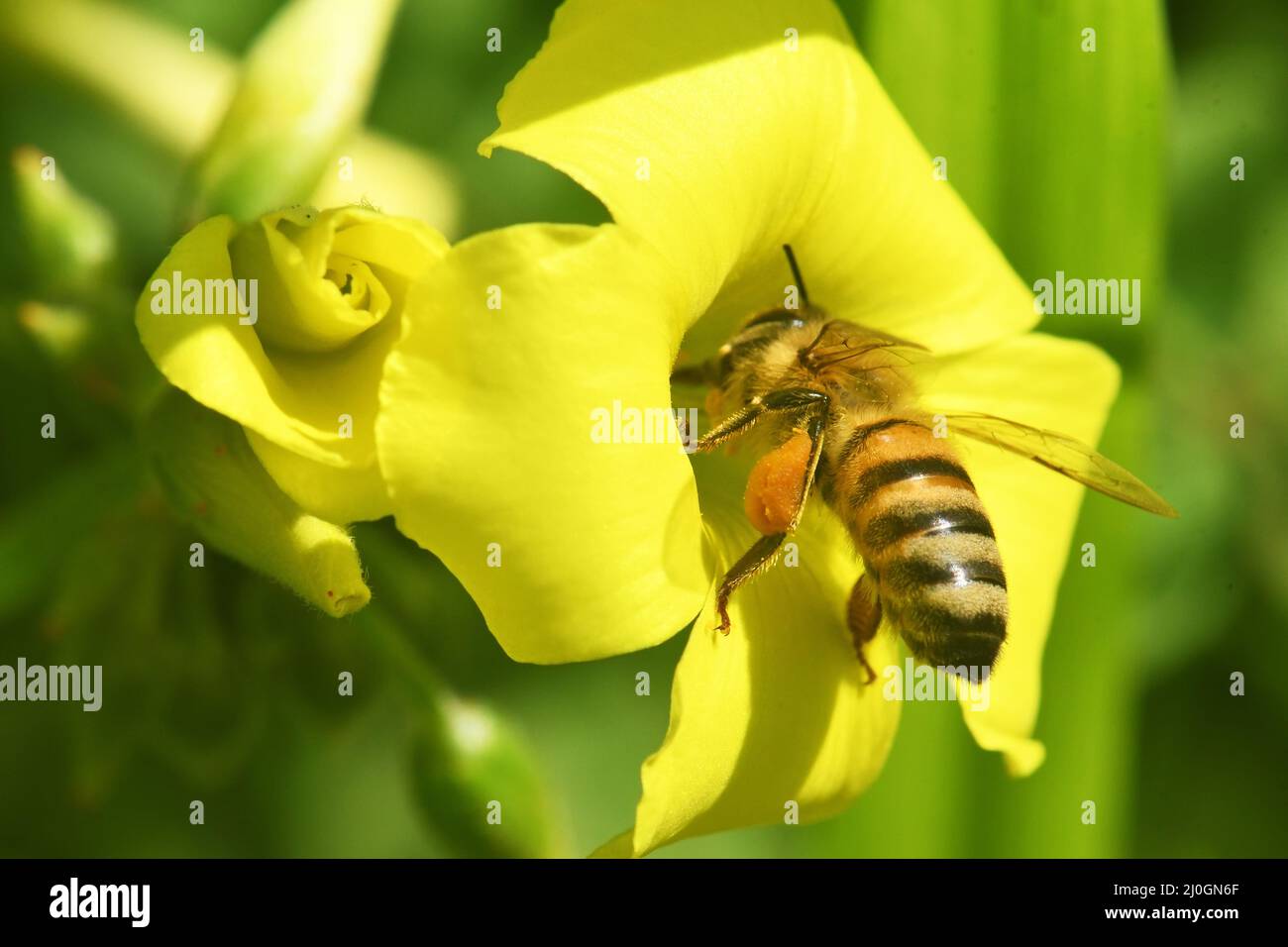 Bee pollinating Oxalis pes-caprae, Buttercup Oxalis, Bermuda Buttercup ...