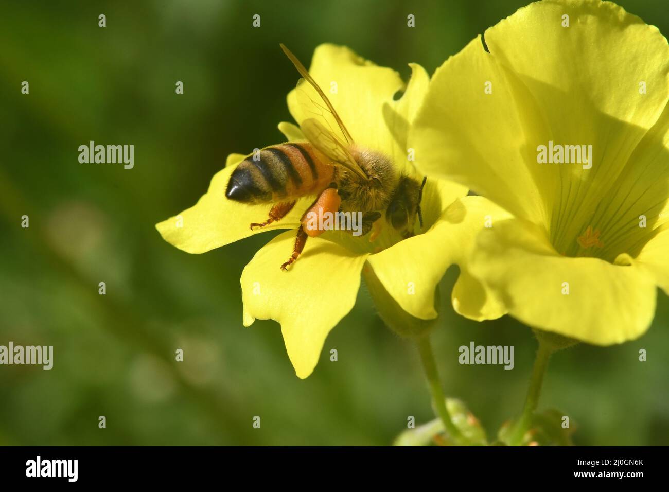 Bee pollinating Oxalis pes-caprae, Buttercup Oxalis, Bermuda Buttercup ...