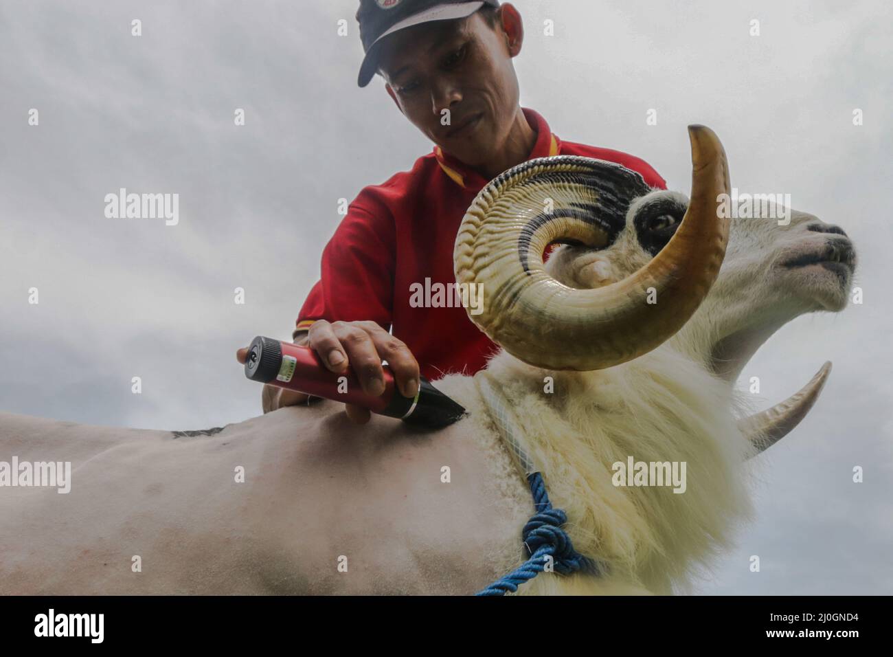 Garut Sheep Care for the art of dexterity and competition in Bogor ...