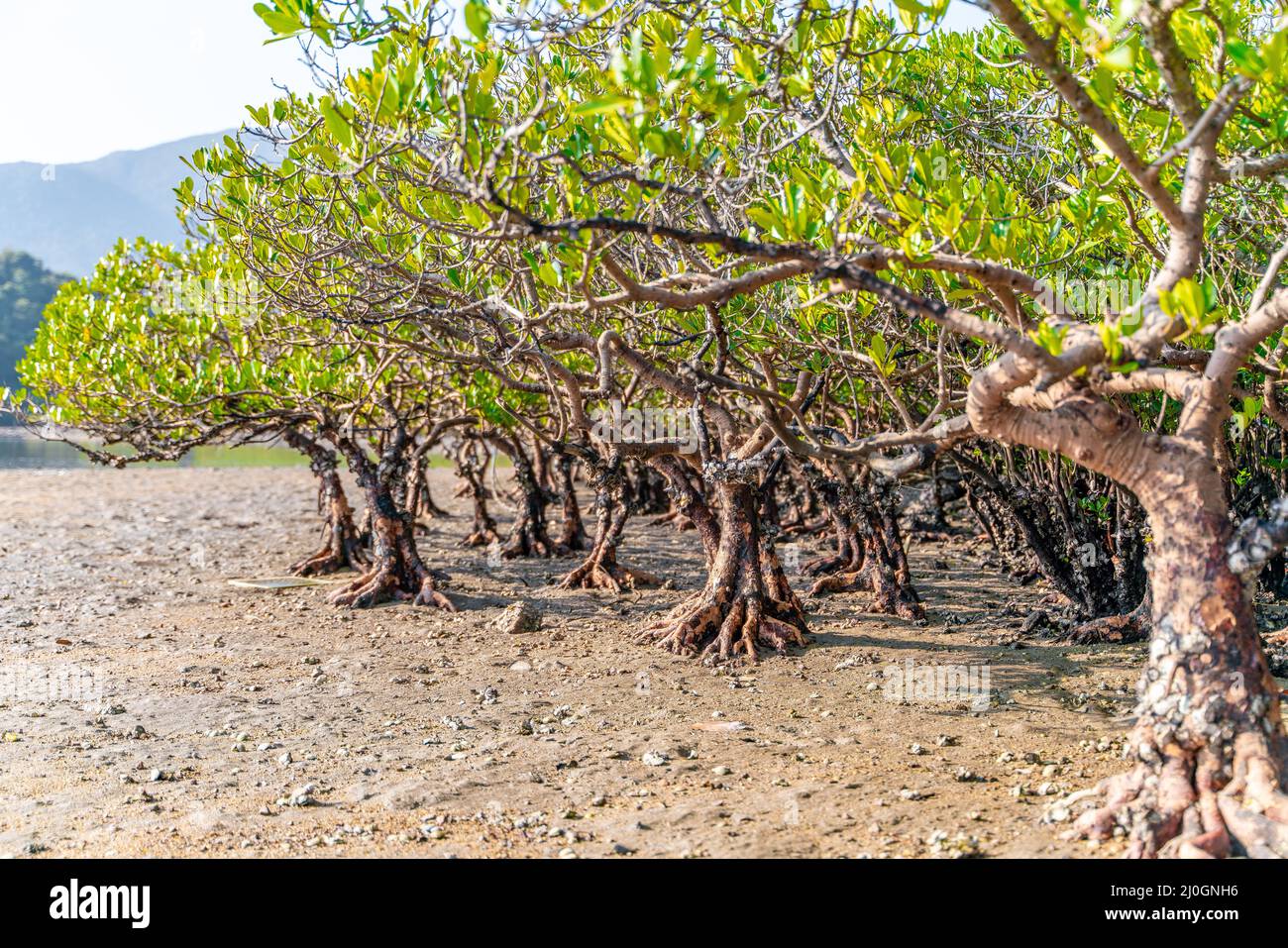 Mangrove trees along sea hi-res stock photography and images - Alamy