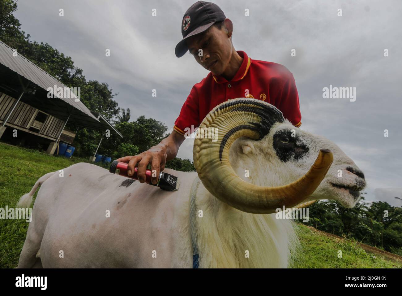 Garut Sheep Care for the art of dexterity and competition in Bogor ...