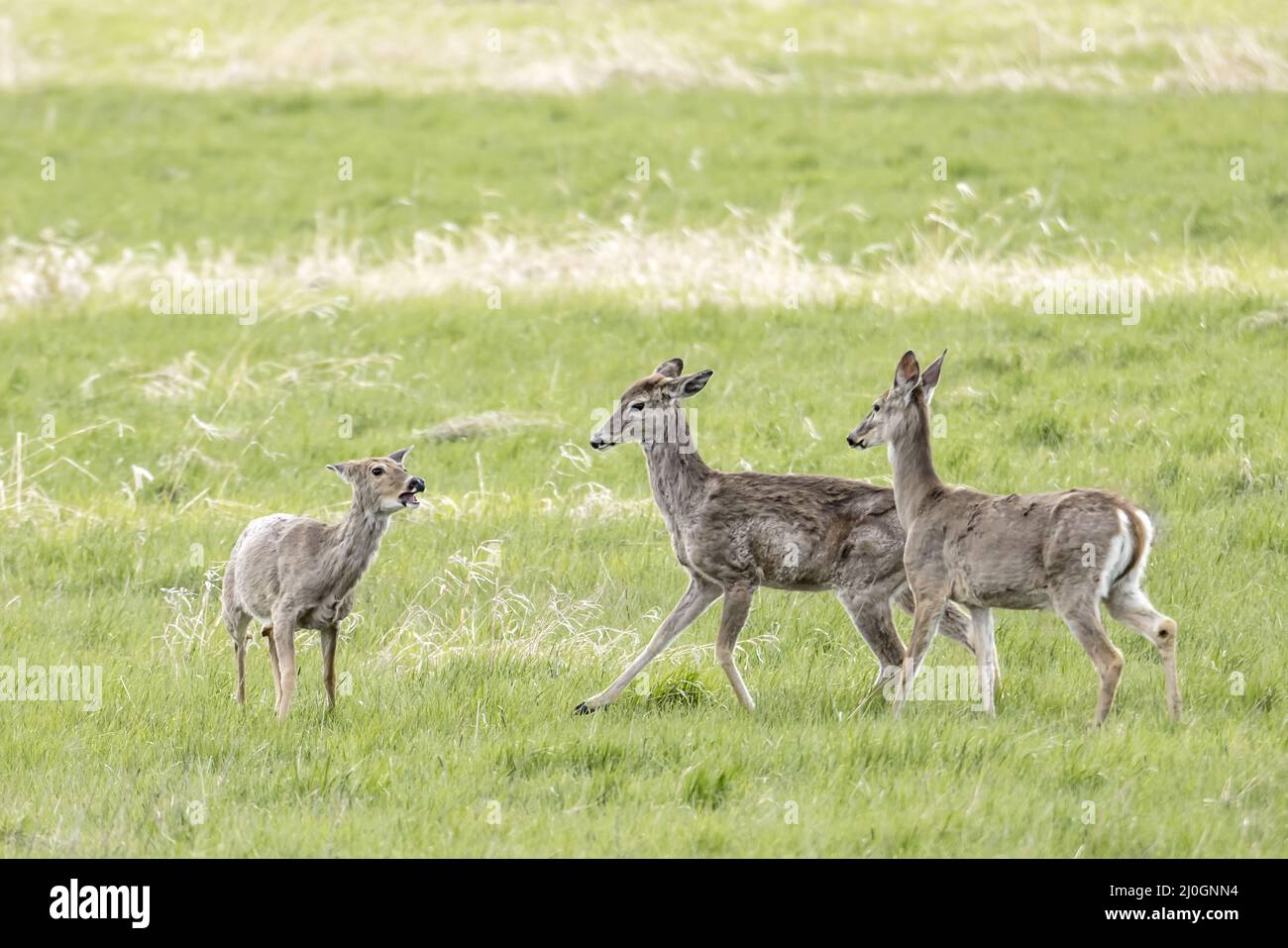 Very small deer hi-res stock photography and images - Alamy