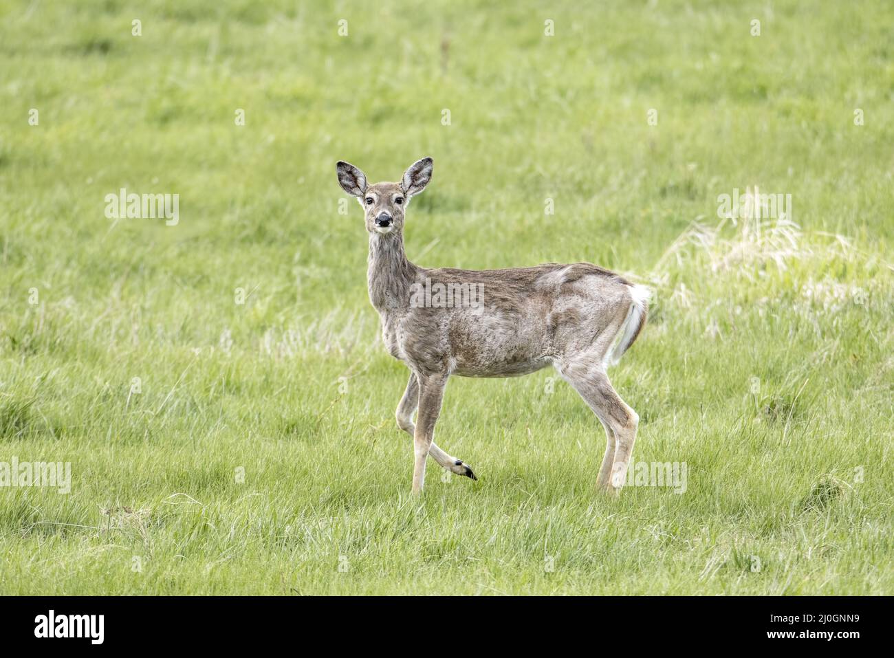 Side view of deer hi-res stock photography and images - Alamy