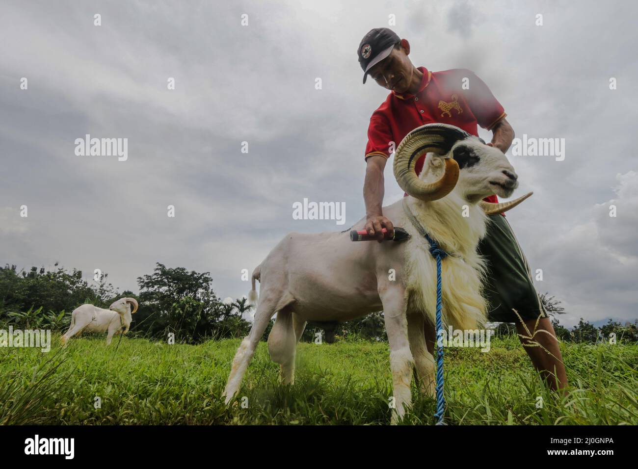 Garut Sheep Care for the art of dexterity and competition in Bogor ...