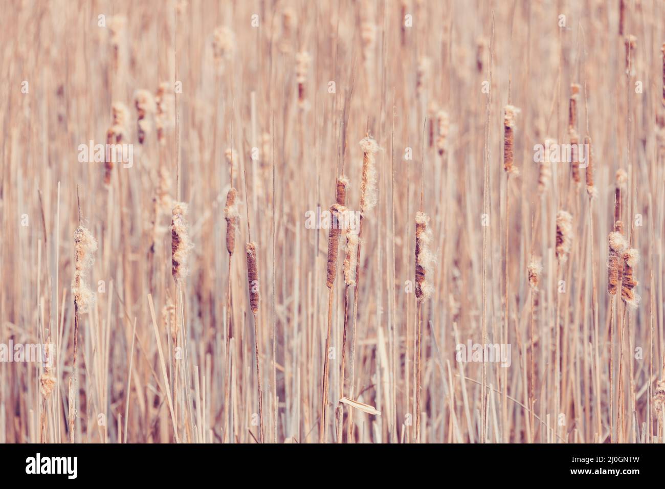 Green reeds in windy day hi-res stock photography and images - Alamy