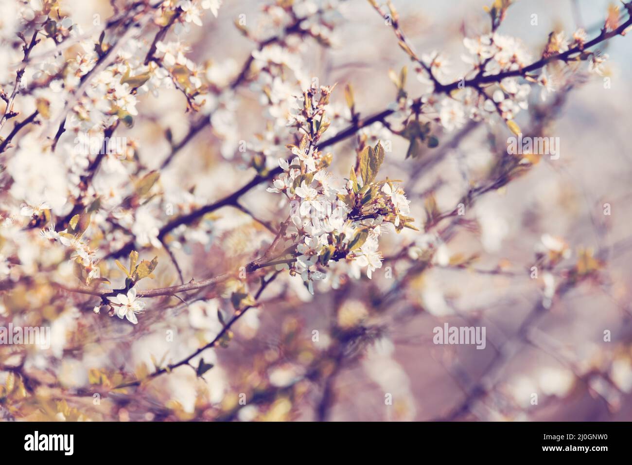 Midland hawthorn white flowering tree Stock Photo - Alamy