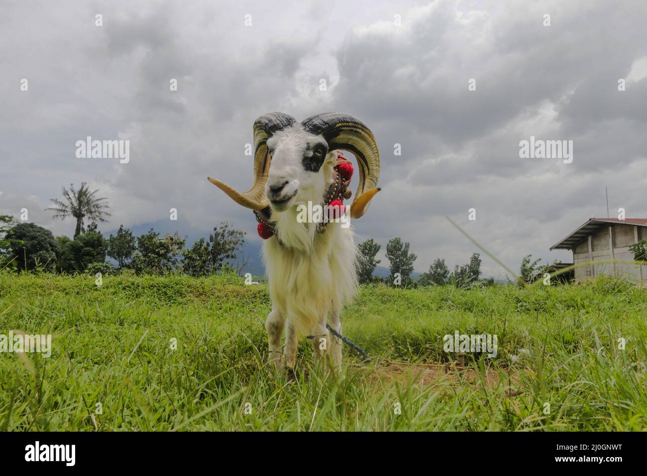 Garut Sheep Care for the art of dexterity and competition in Bogor ...
