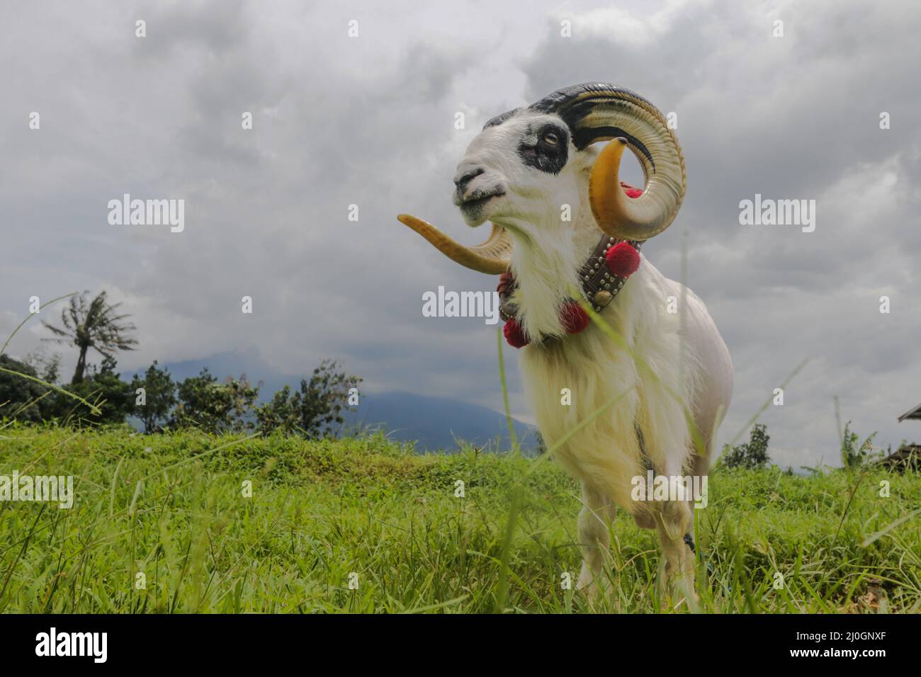 Garut Sheep Care for the art of dexterity and competition in Bogor ...