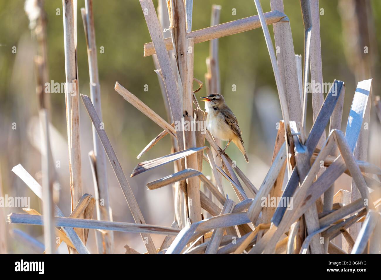 Small song bird Sedge warbler, Europe wildlife Stock Photo - Alamy
