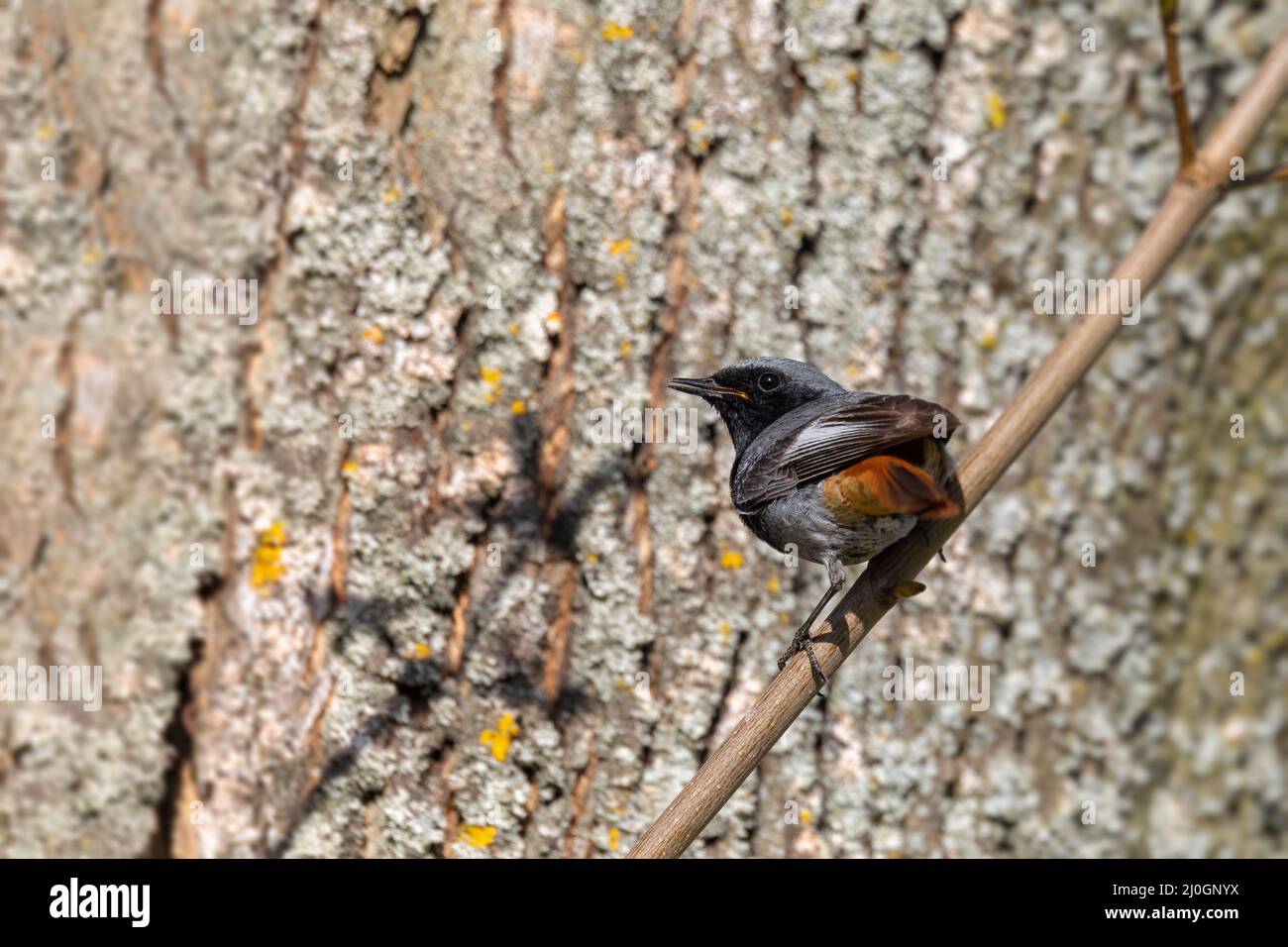 American redstart and beak hi-res stock photography and images - Alamy