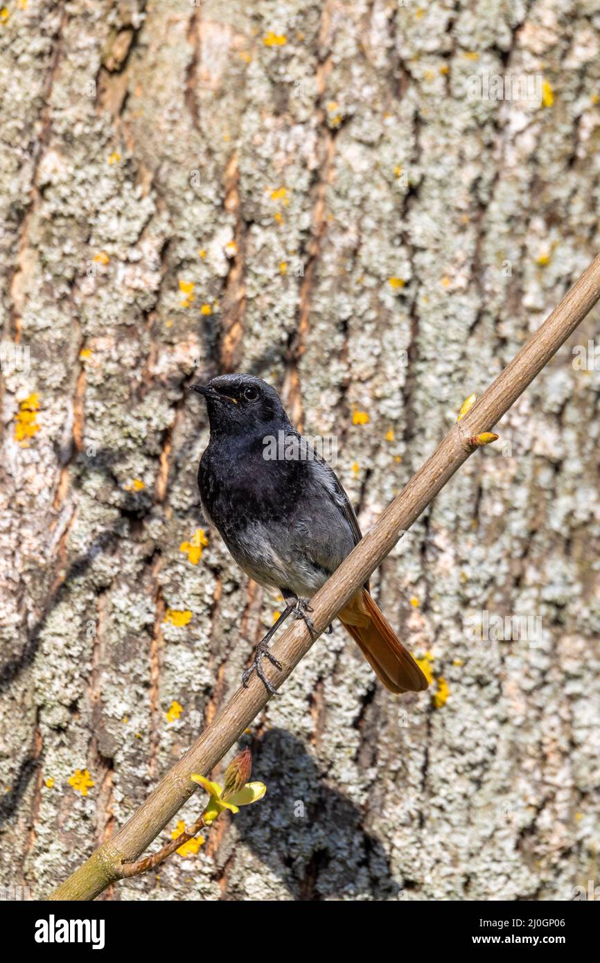 American redstart and beak hi-res stock photography and images - Alamy
