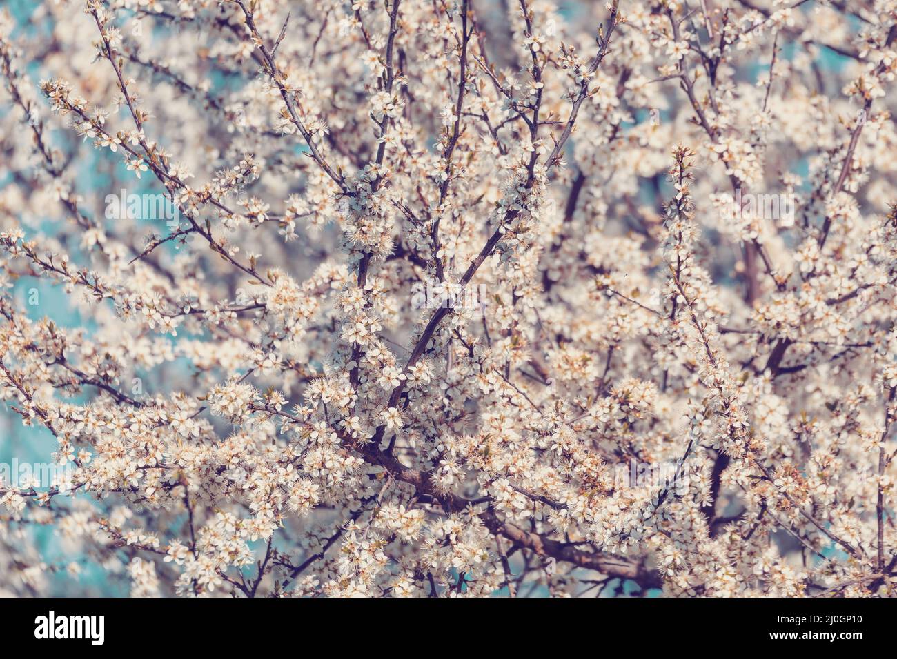 Midland hawthorn white flowering tree Stock Photo - Alamy