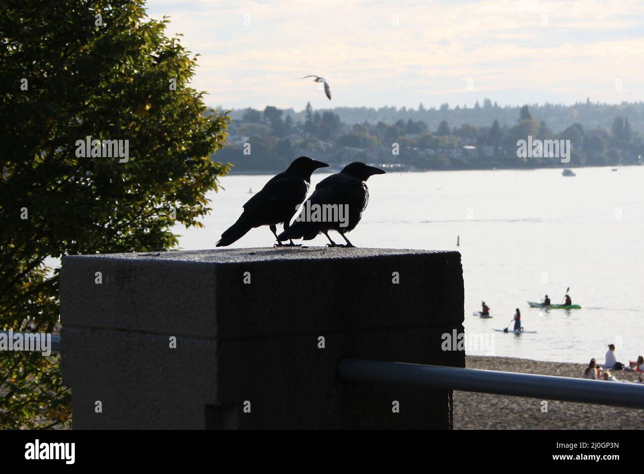Closeup of two crows looking at English Bay with a scenic background ...