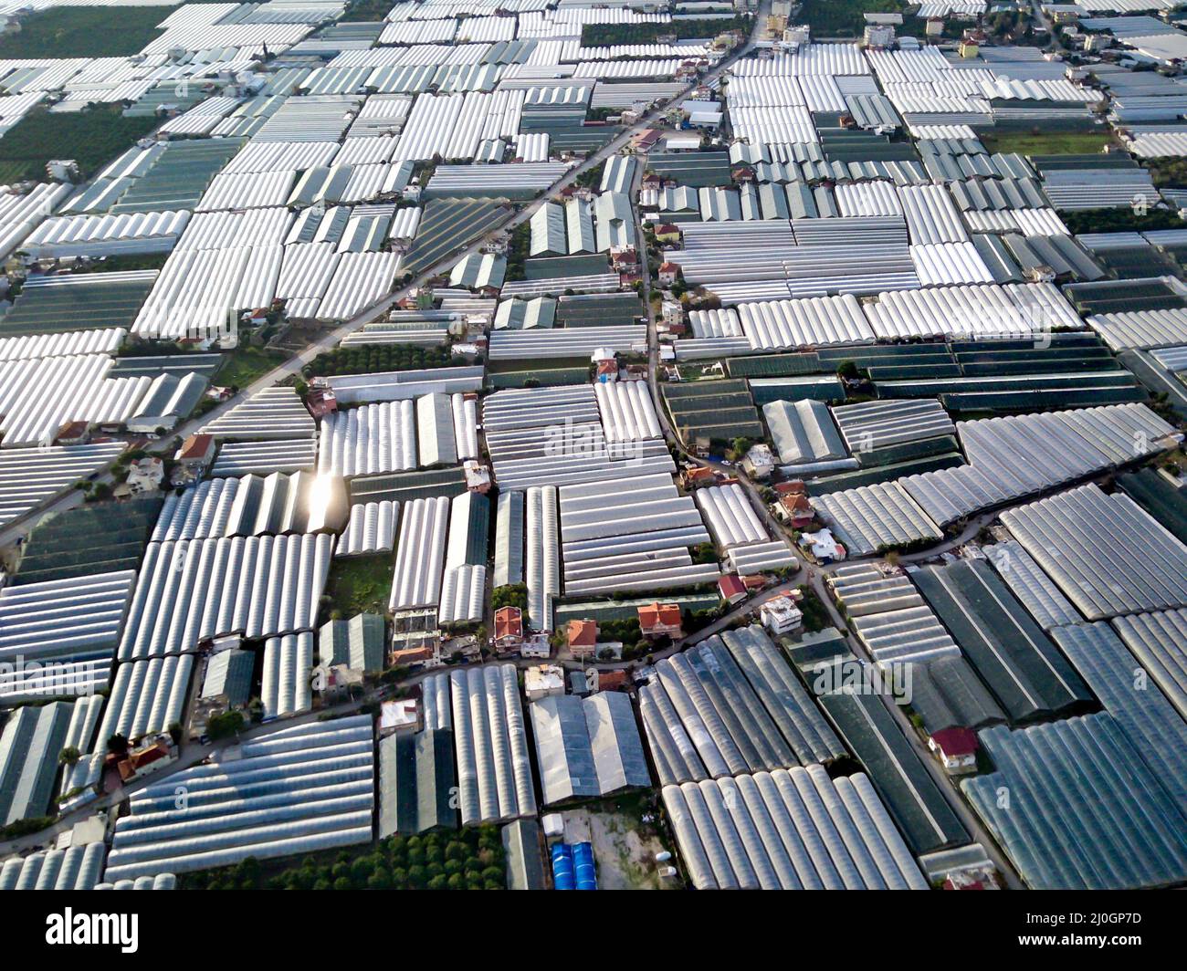 High angle drone aerial view of greenhouse fields of greens plantation ...