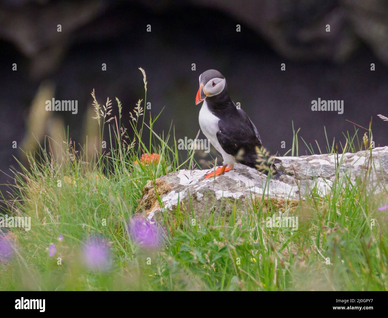 The Atlantic puffin (Fratercula arctica), also known as the common ...