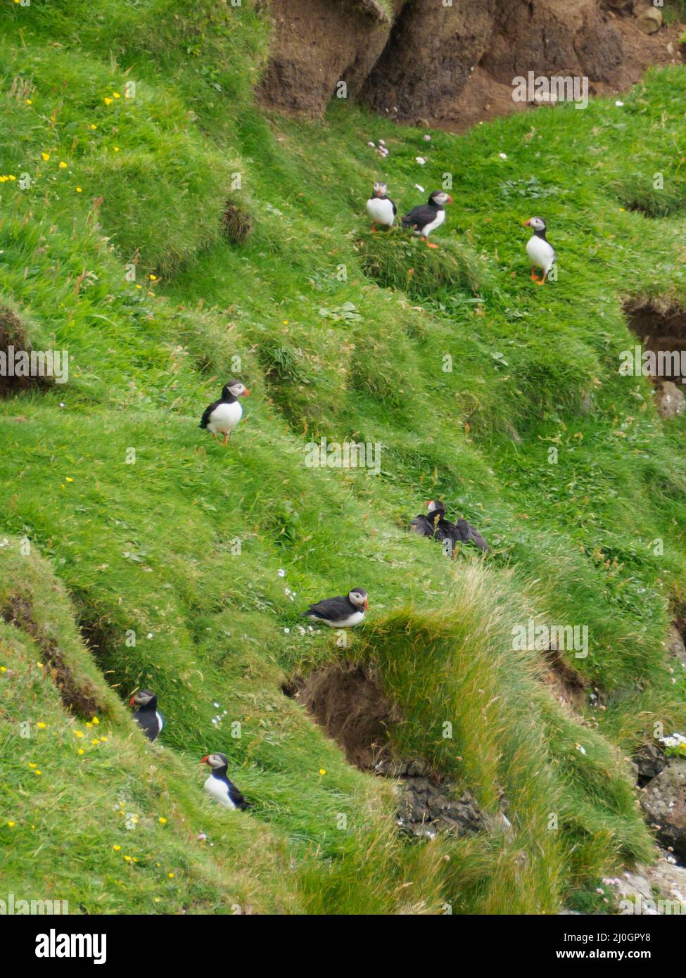 The Atlantic puffin (Fratercula arctica), also known as the common ...